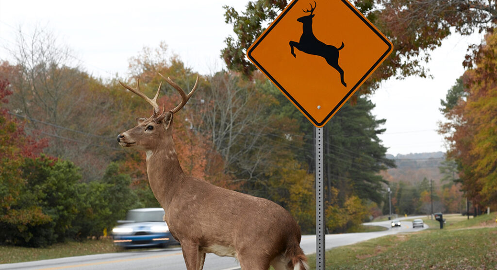 Trends in wildlife-vehicle collisions can guide prevention strategies ...
