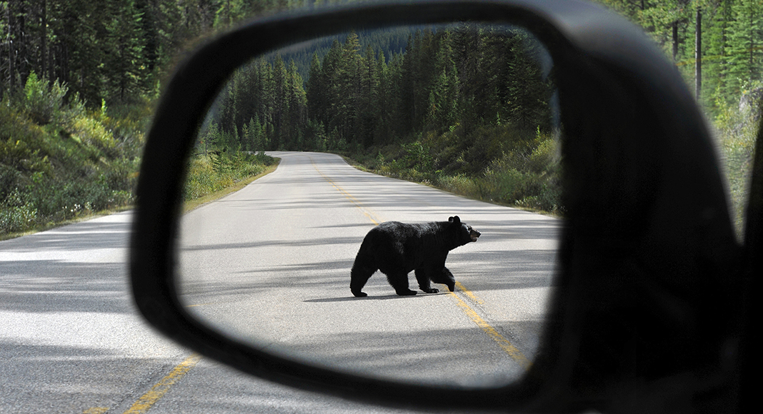 Watch out for wildlife on the road this summer | Three60 by eDriving
